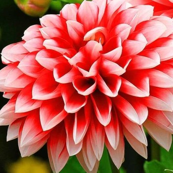 Dalia, la flor nacional de México. - Mixtecos y Migrantes - Podcast en ...