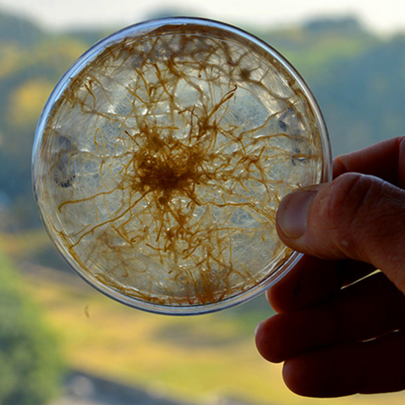 Escuchá a Adalgisa Scotti | Biorremediación con girasoles y hongos en ...