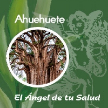 El Ángel de tu Salud - Ahuehuete ** - EL ÁNGEL DE TU SALUD - Podcast en ...