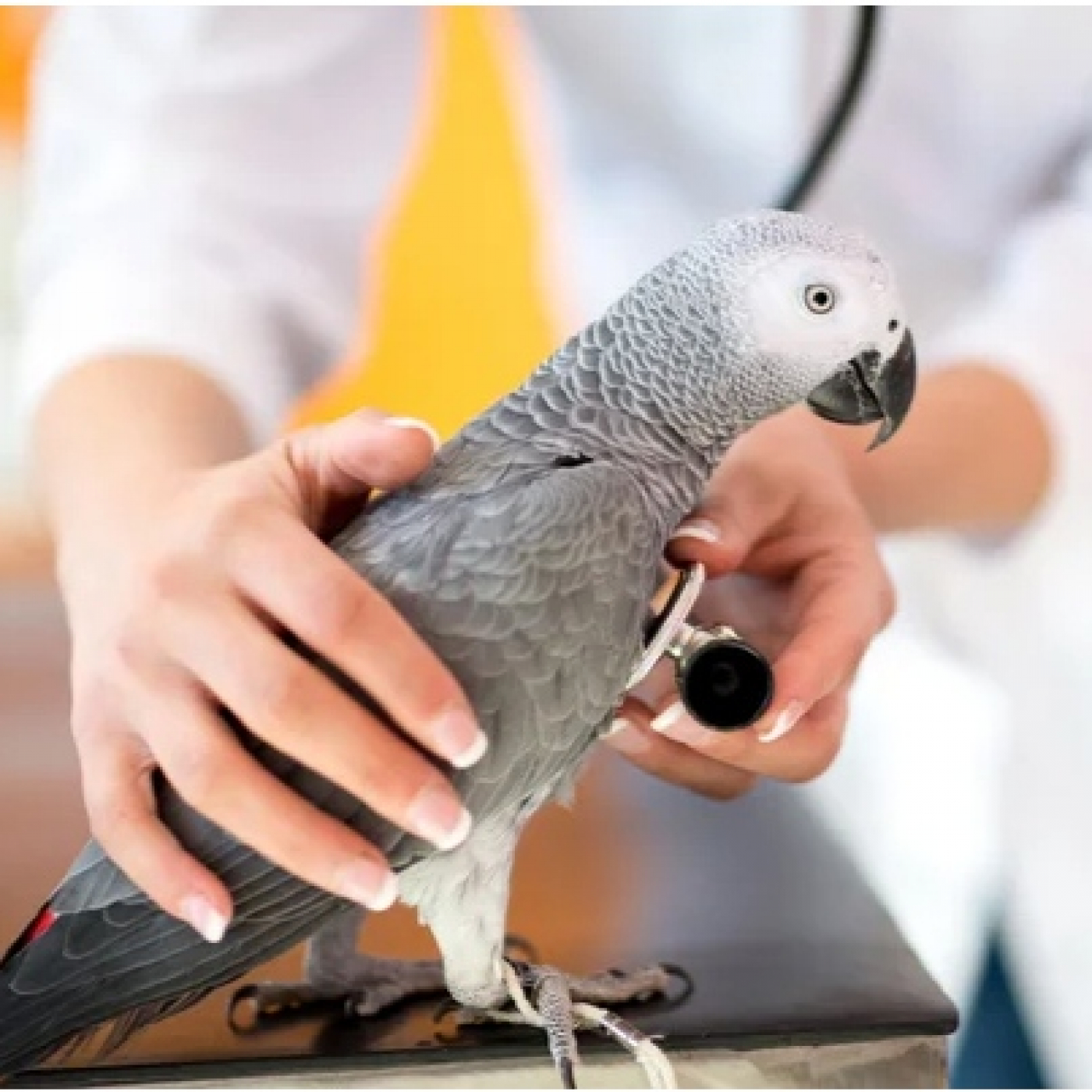 Richard Heinrich, veterinario del Loro Parque (09-02-2023) - La Diez ...