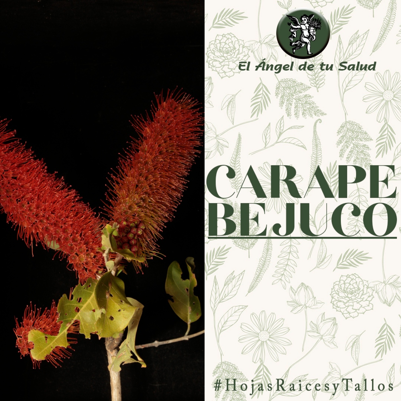 El Ángel de tu Salud - Carape Bejuco** - EL ÁNGEL DE TU SALUD - Podcast ...