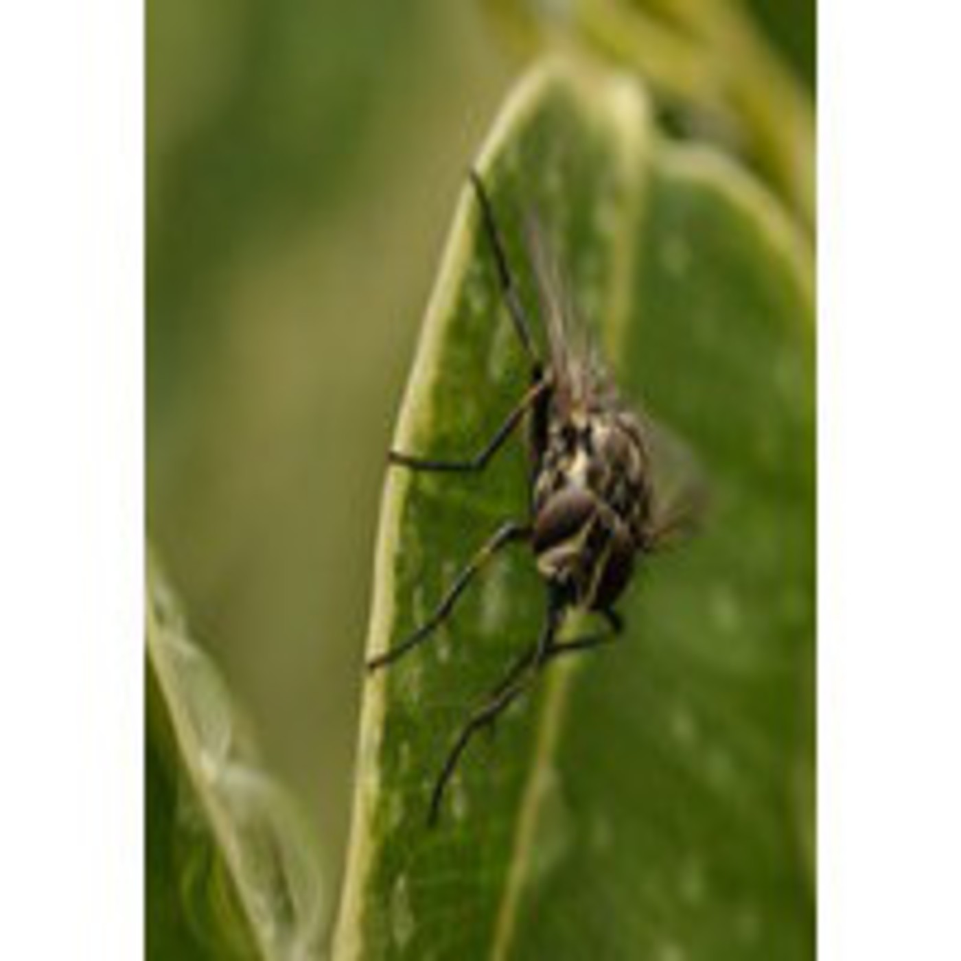 El vuelo del moscardón, Nikolai Rimsky-Korsakov en Podcast El ...