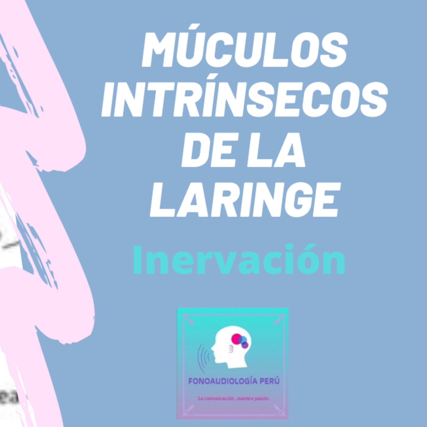 Músculos Intrínsecos de la Laringe//Inervación - FONOAUDIOLOGÍA PERÚ ...