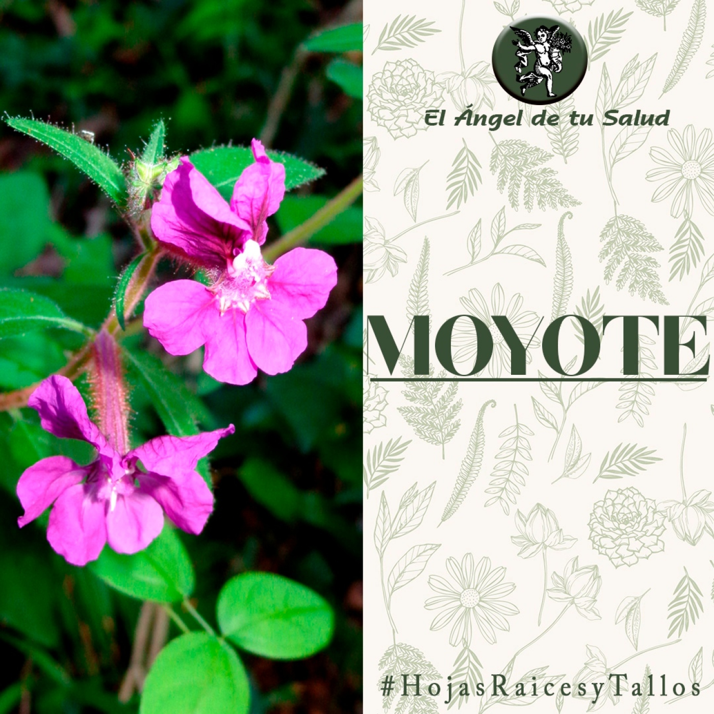 El Ángel de tu Salud - Moyote** - EL ÁNGEL DE TU SALUD - Podcast en iVoox