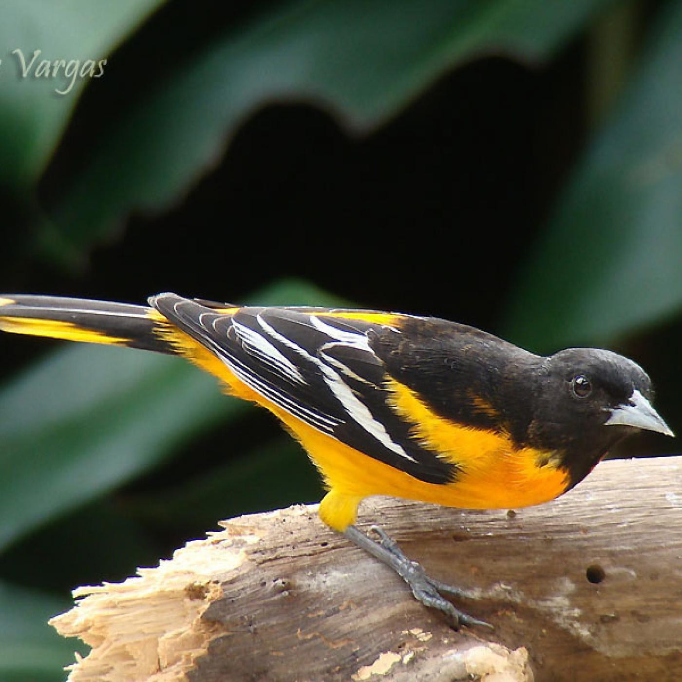 Canto y llamado del turpial de Baltimore (Icterus galbula) - Estudio de ...