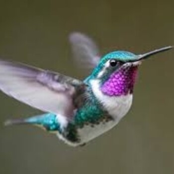 El corazón del colibrí. - Maravillas de la Naturaleza - Podcast en iVoox