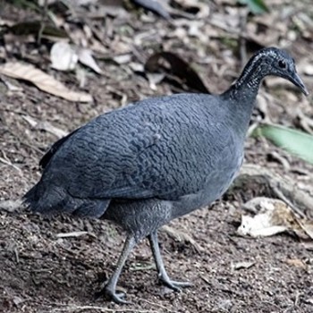 Canto del tinamú gris (Tinamus tao) - Estudio de Aves Ecojugando ...