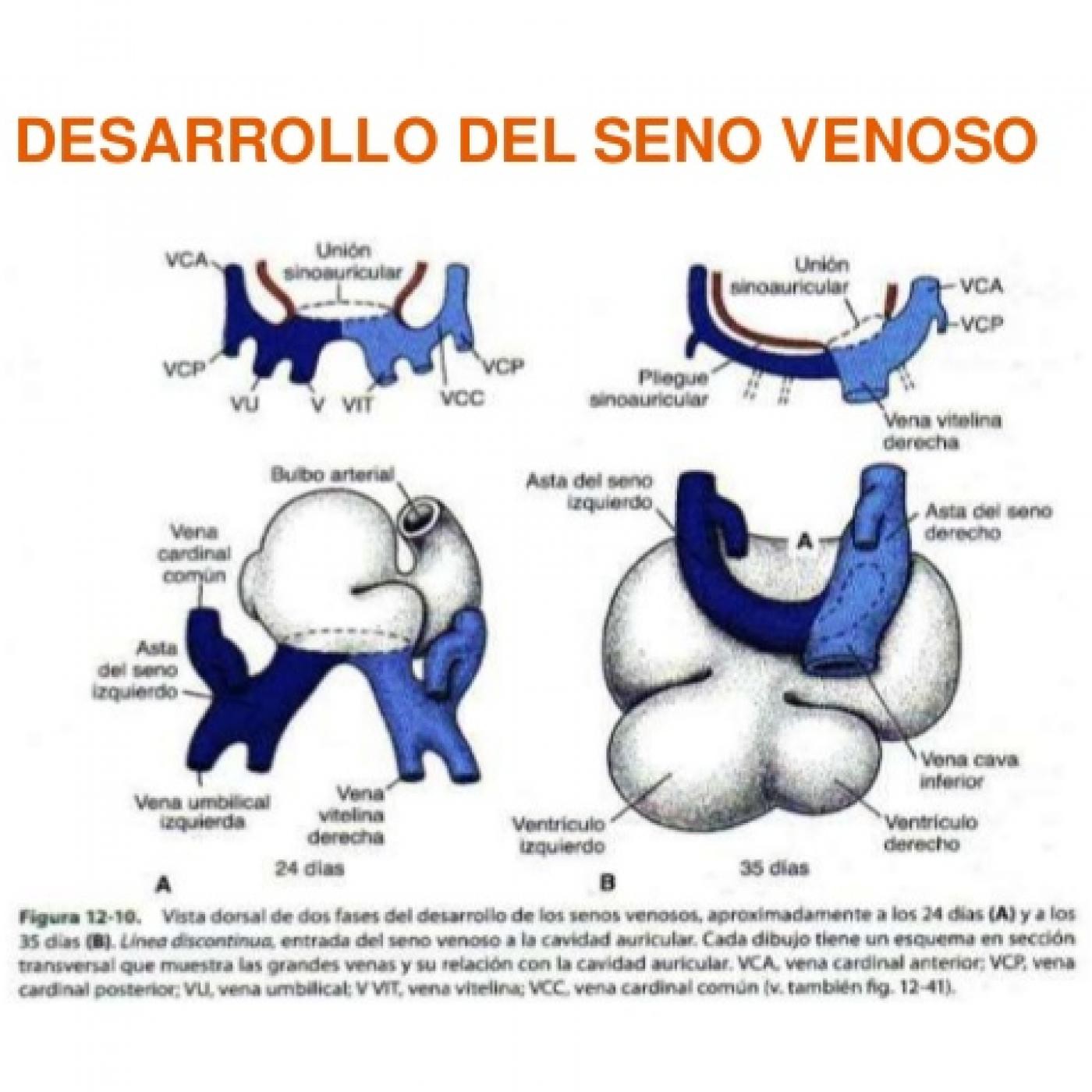 desarrollo del seno venoso en embriologia en mp3(25/10 a las 19:24:32 ...