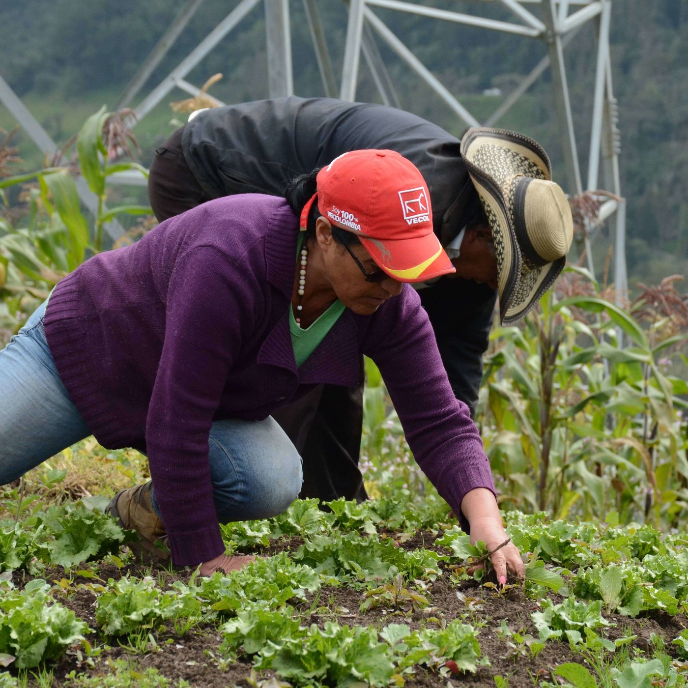 El ingrediente ideal para cosechar el campo en Biblioteca EPM en mp3(06 ...