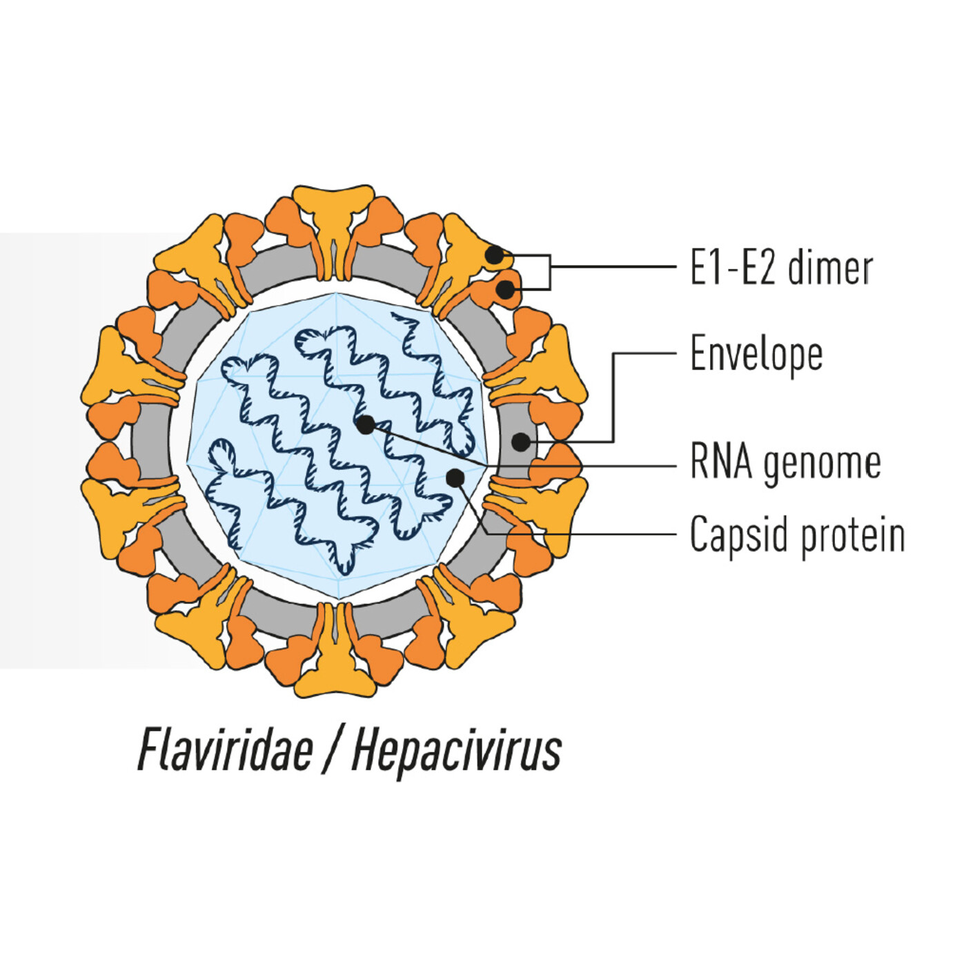 La Brújula de la Ciencia s10e06: Nobel de Medicina al descubrimiento ...