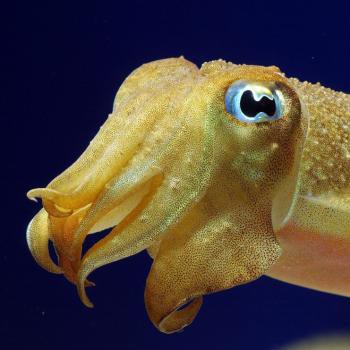 La Brújula de la Ciencia s05e38: La evolución del reino animal, parte 2 ...