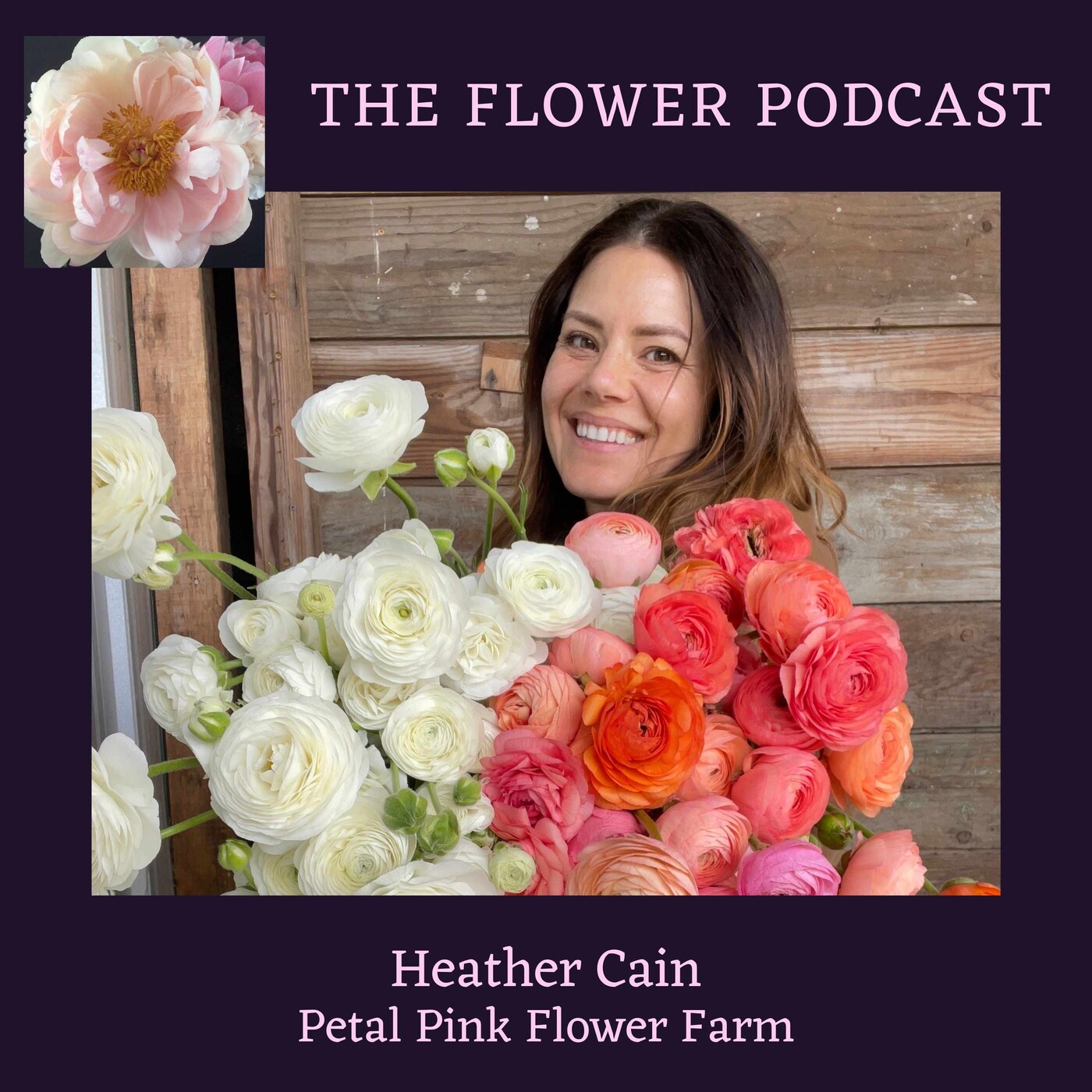 Heather Cain: Family Life, Italian Ranunculus, and Petal Pink Flower ...