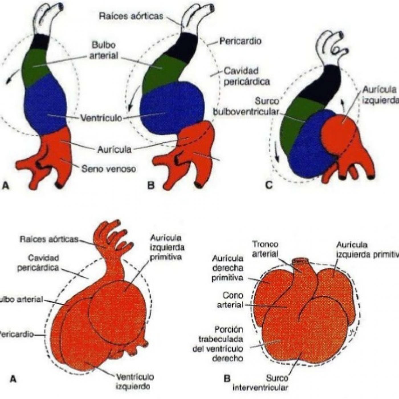 Formacion del asa Cardiaca - embriologia - Podcast en iVoox