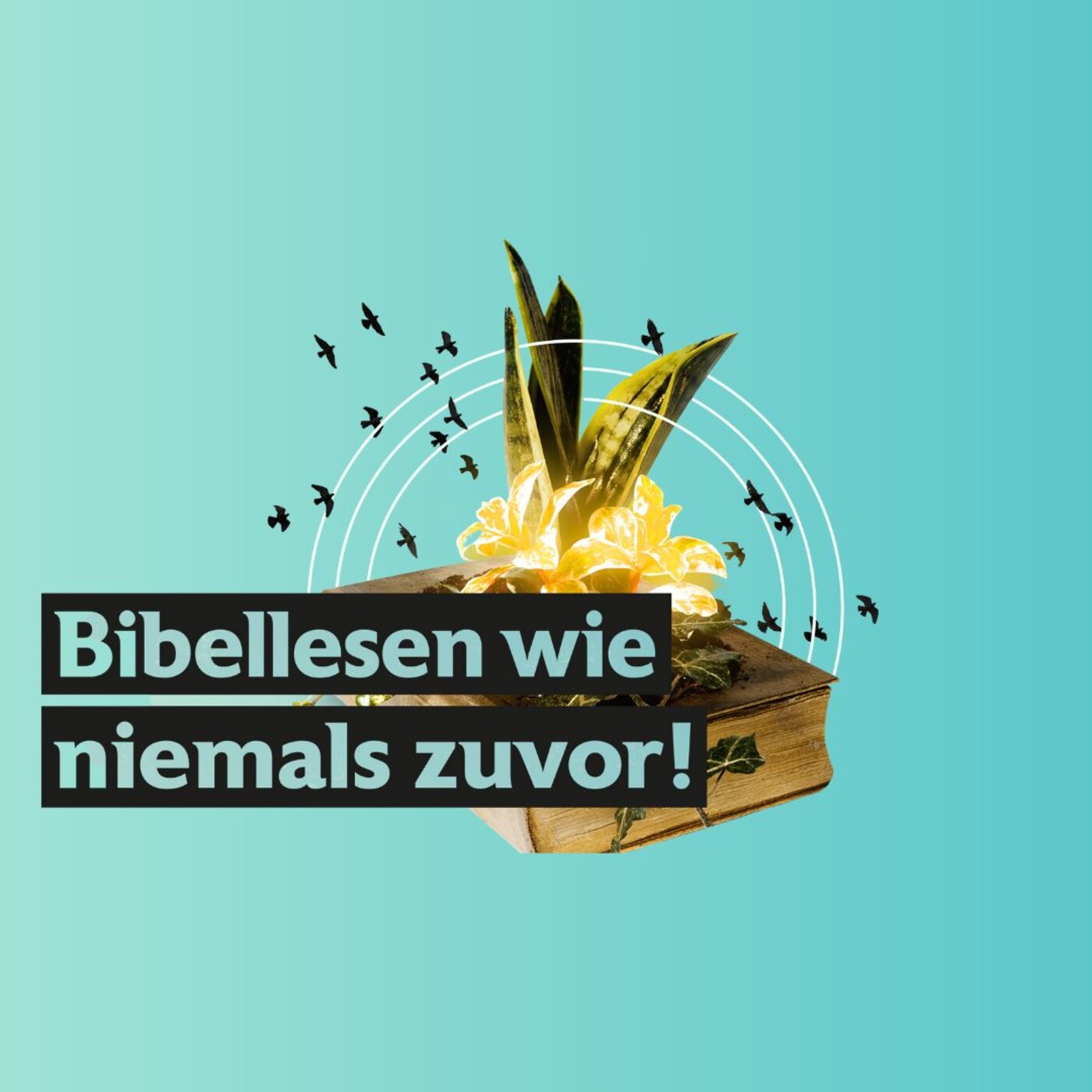 Bibellesen wie niemals zuvor – Entfalte die Kraft der Bibel – Fabian Solovera - ICF Rhein-Main ...