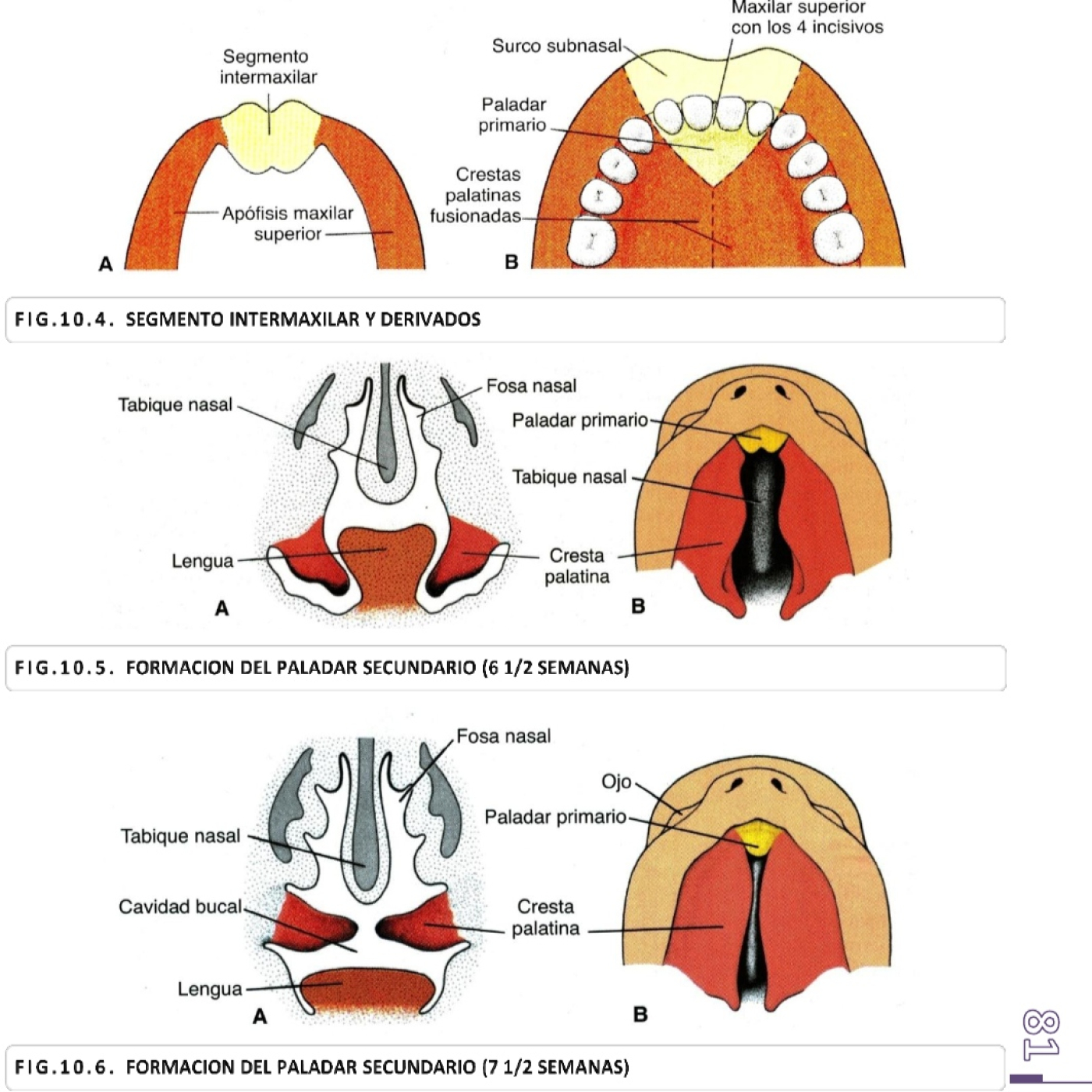 Formación del paladar - Formación del paladar - Podcast en iVoox