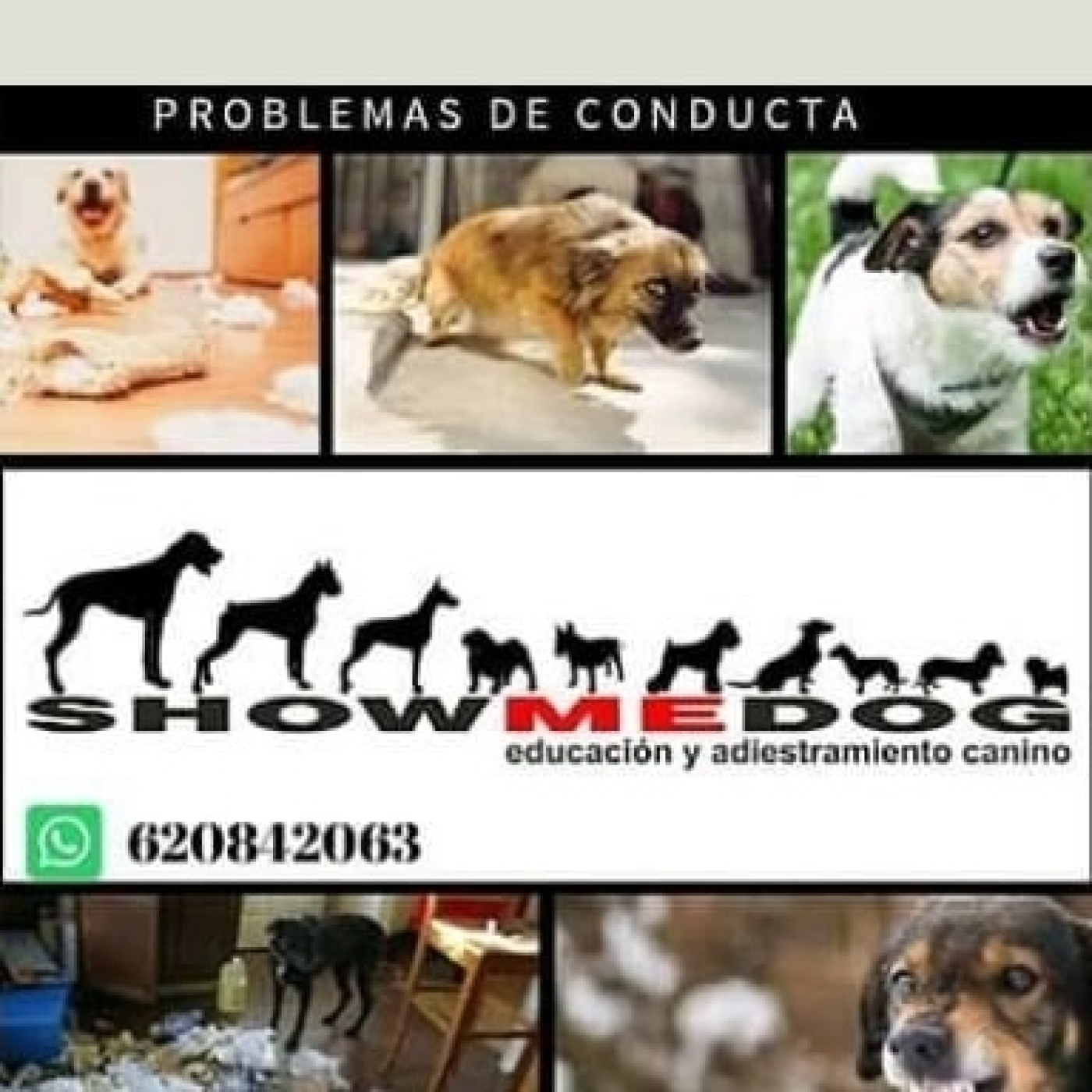Entrevista a Anahí Diaz sobre adiestramiento canino y perretes que ...