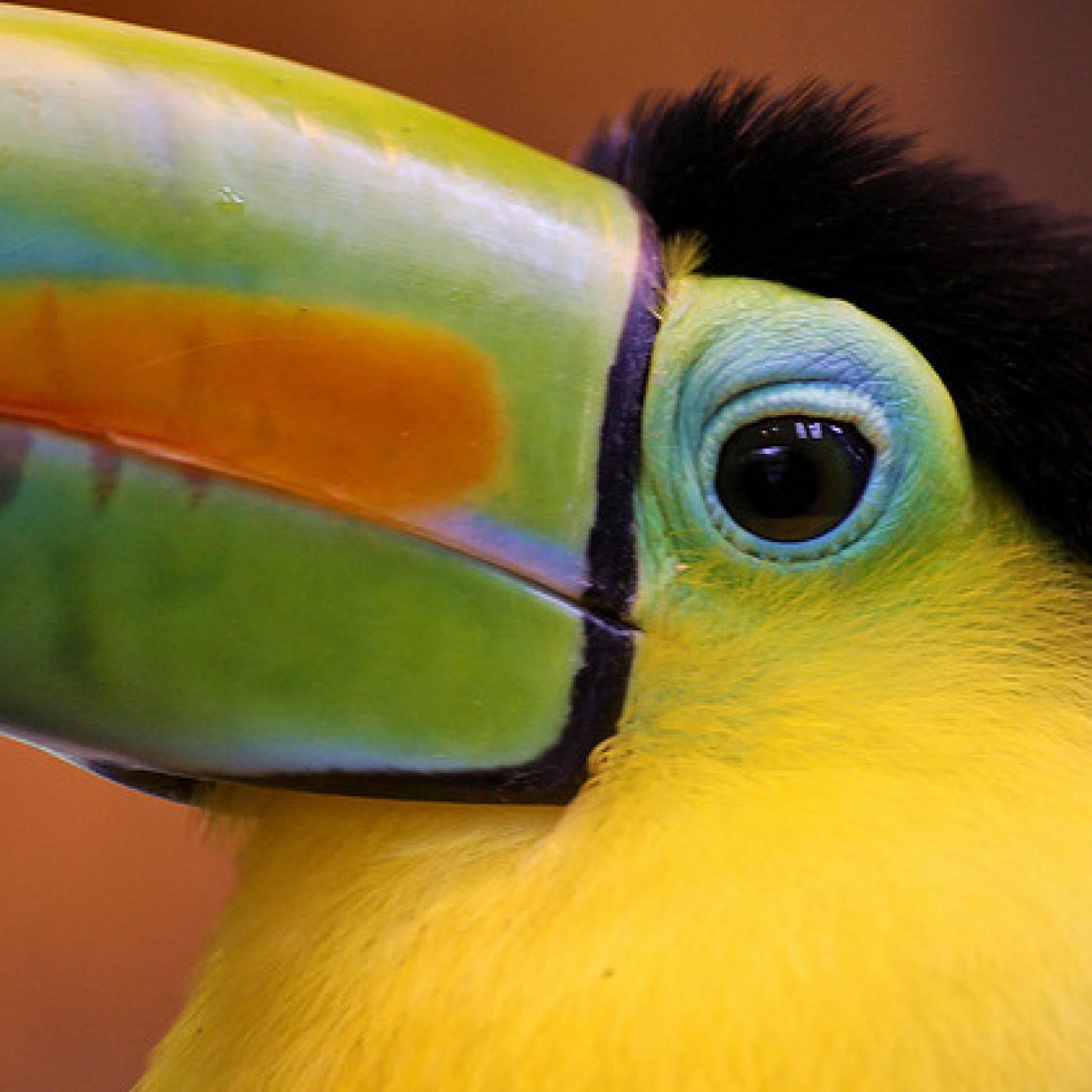 Canto del Tucán caribeño (Ramphastos sulfuratus) en Estudio de Aves ...