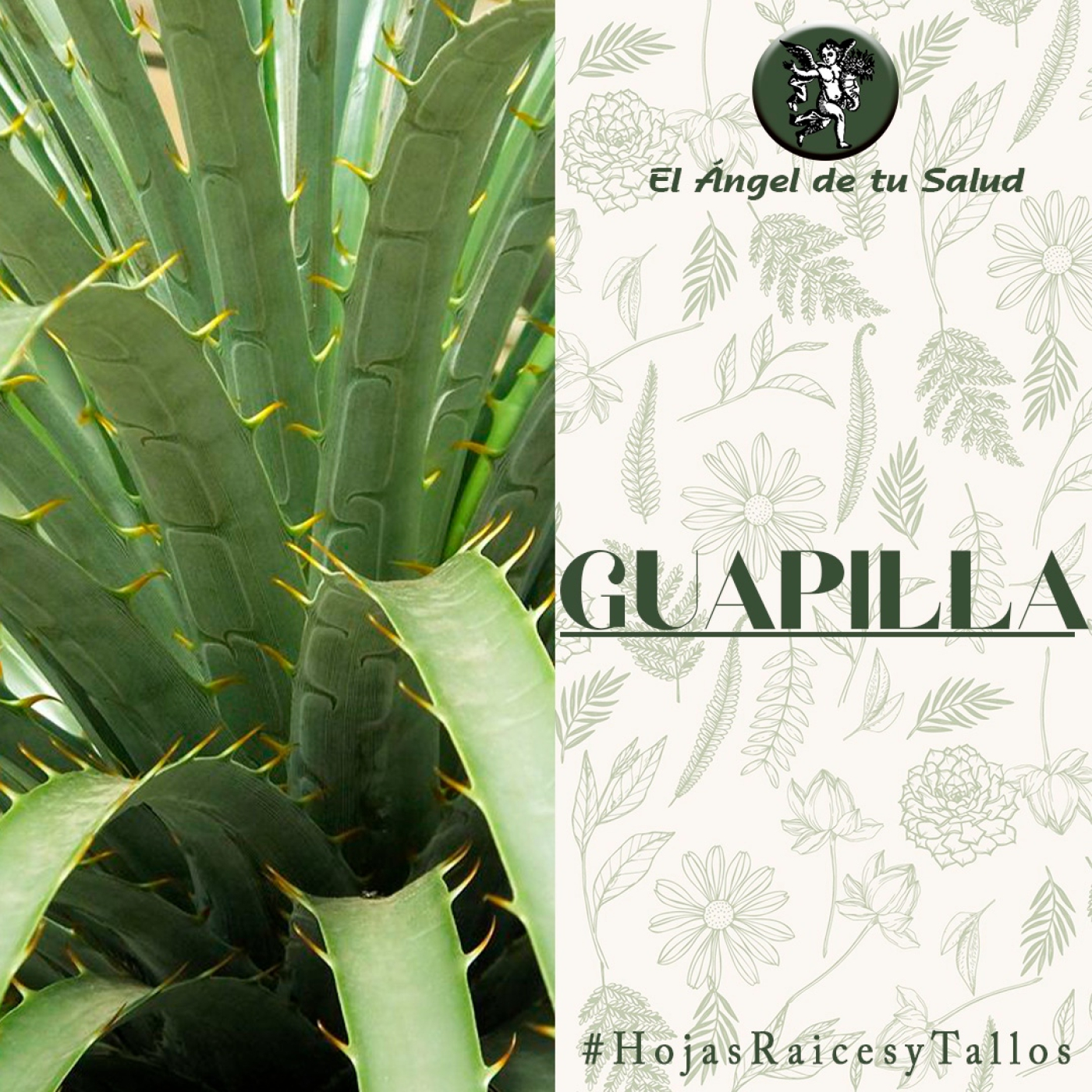 El Ángel de tu Salud - Guapilla** - EL ÁNGEL DE TU SALUD - Podcast en iVoox