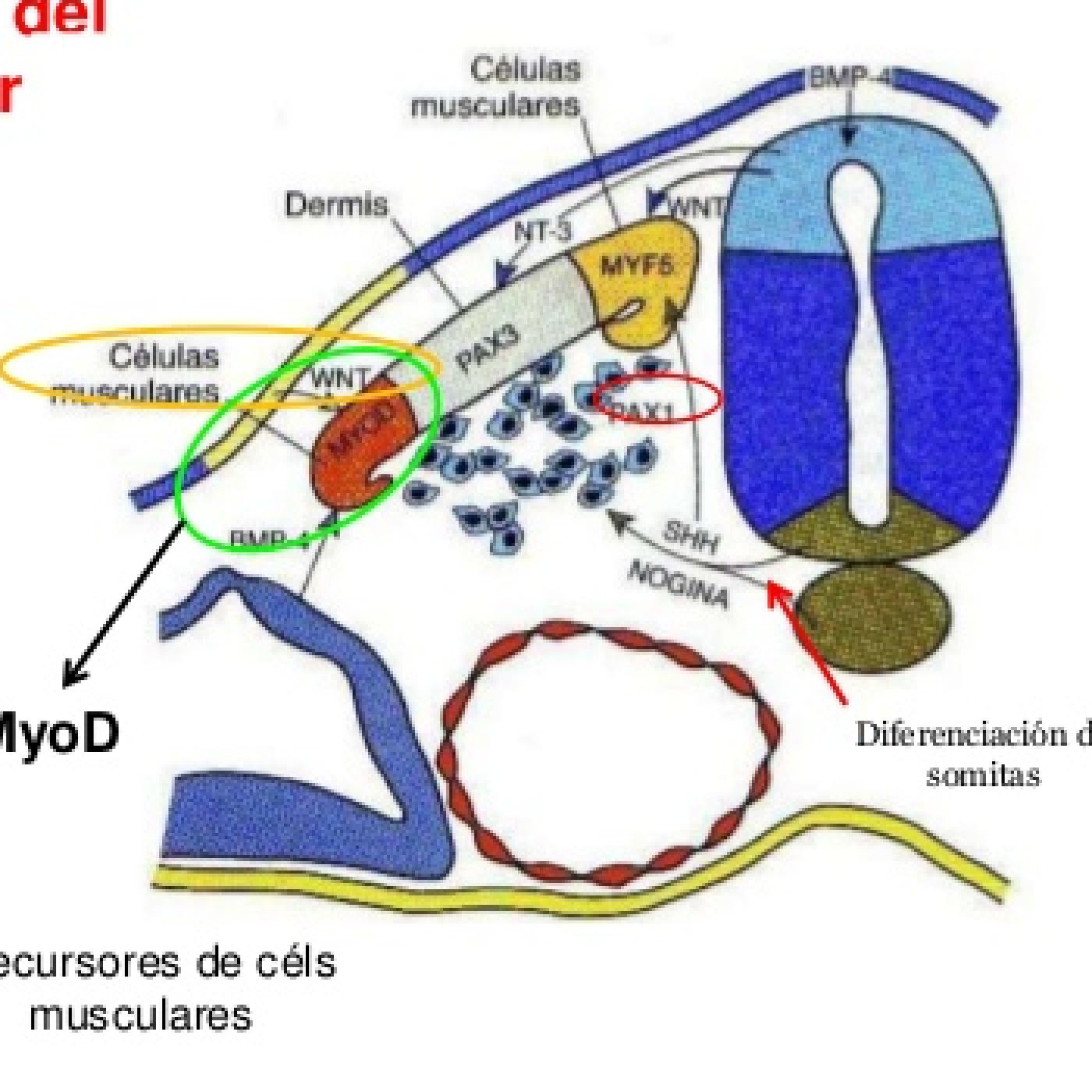 sistema muscular : regulación molecular del desarrollo muscular ...
