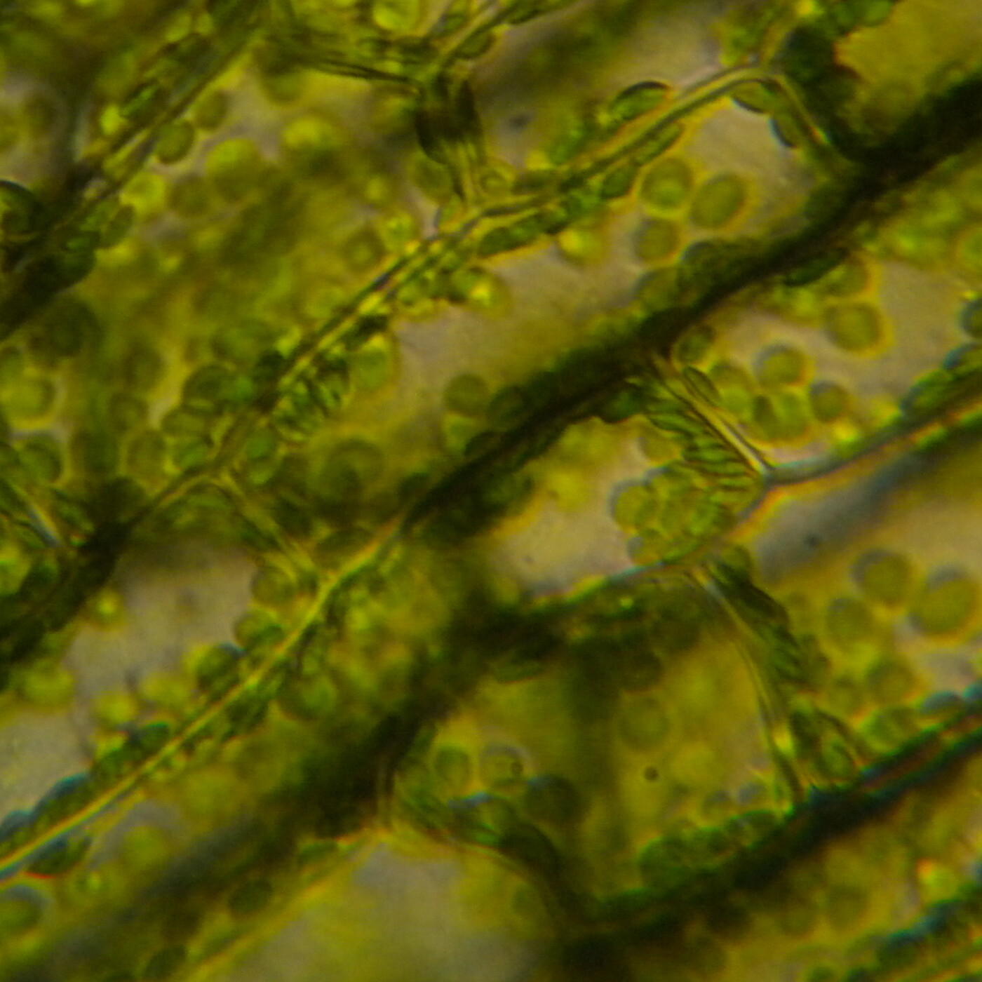 Botánica3-Célula Vegetal I - Botánica, la ciencia de las plantas ...