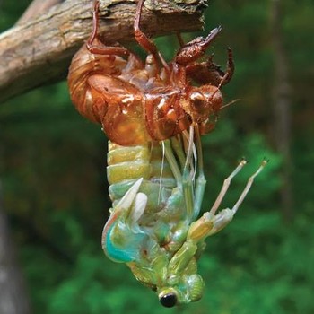 Chiquilichis - 2017, el año en que todo es posible - Podcast en iVoox