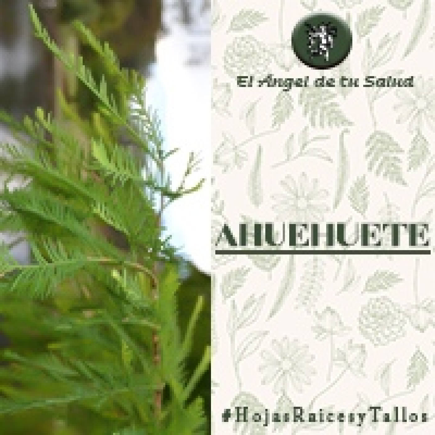 El Ángel de tu Salud - Ahuehuete** - EL ÁNGEL DE TU SALUD - Podcast en ...