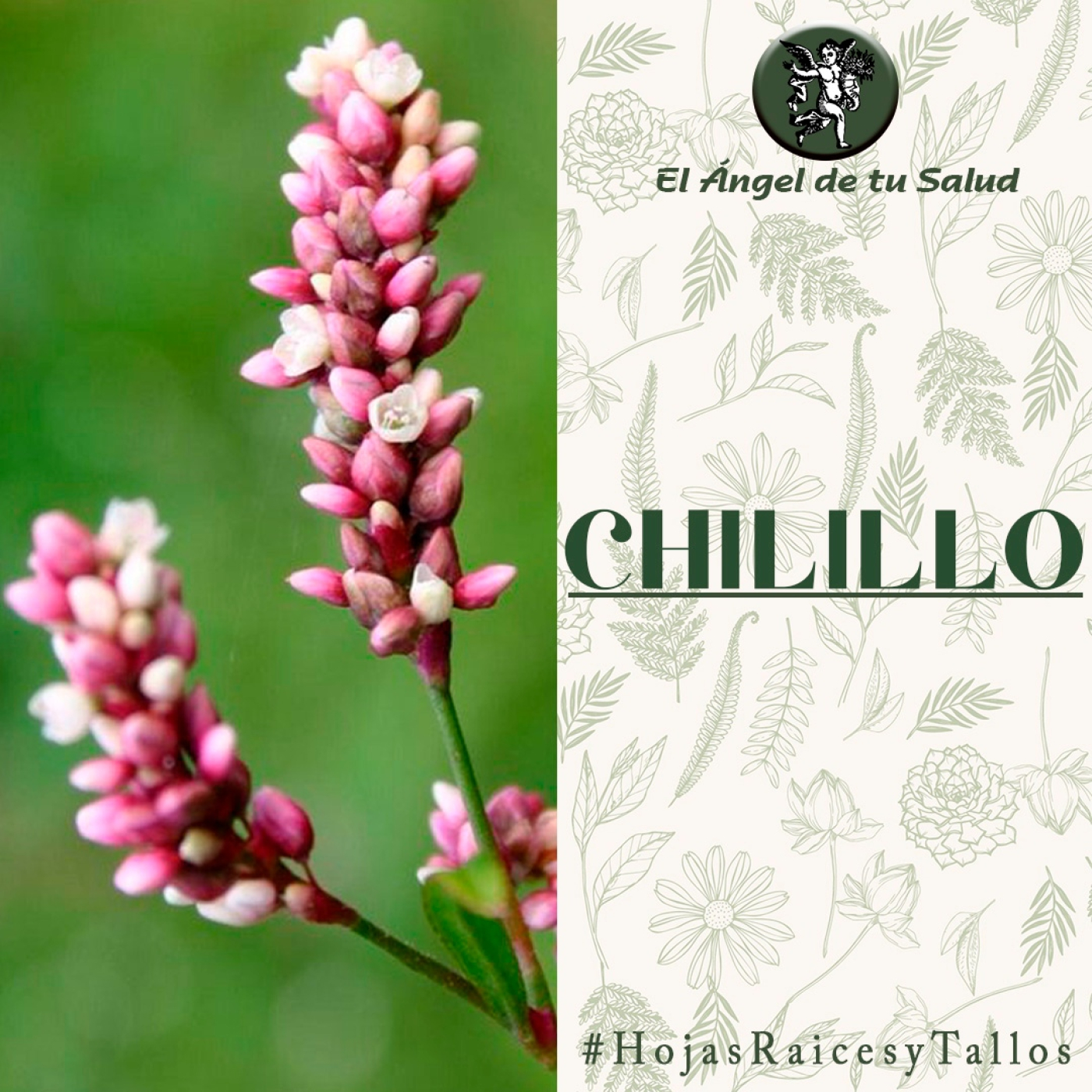 El Ángel de tu Salud - Chilillo** - EL ÁNGEL DE TU SALUD - Podcast en iVoox