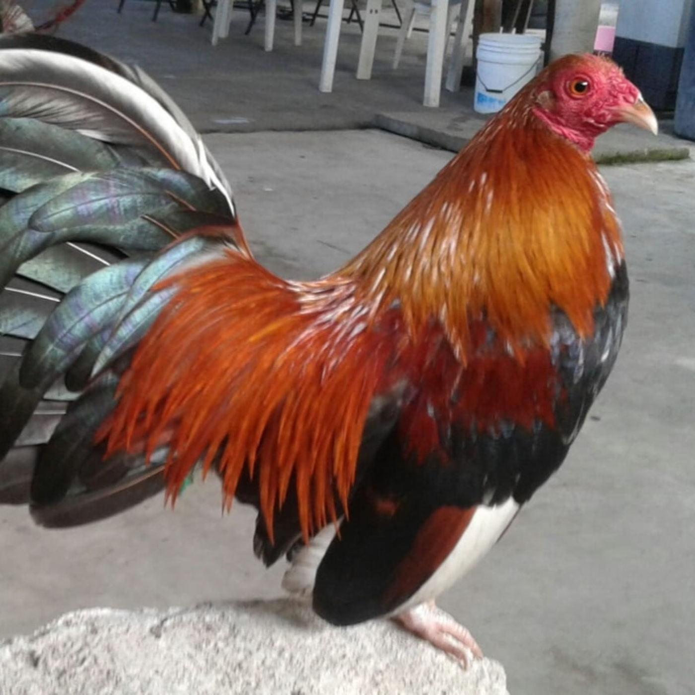 Razas De Gallos Enanos Realizan Expo Gallo Miniatura Y De Raza En