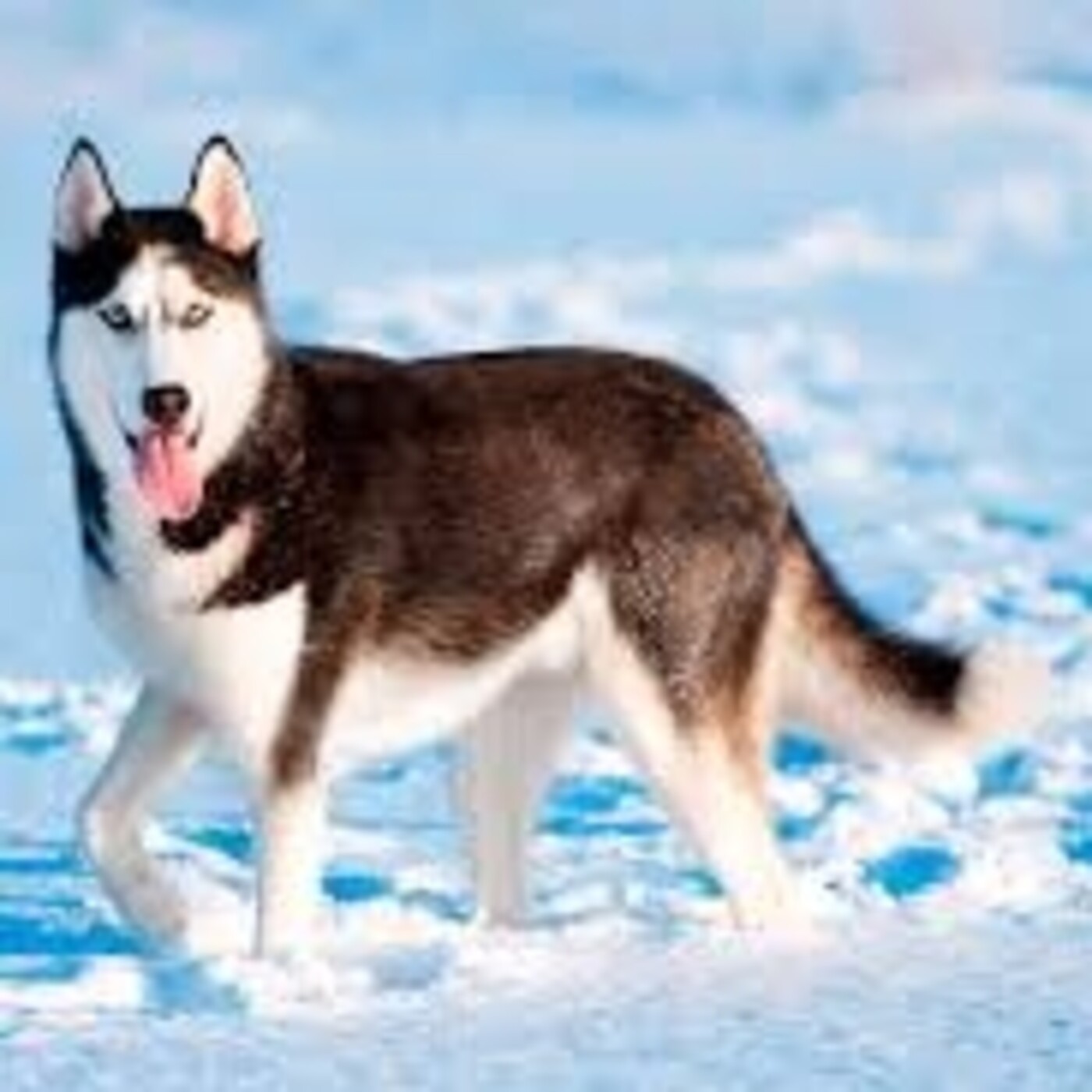 CURIOSIDADES SOBRE EL HUSKY SIBERIANO - LA SEÑO IRIS Y EL MUNDO ANIMAL ...
