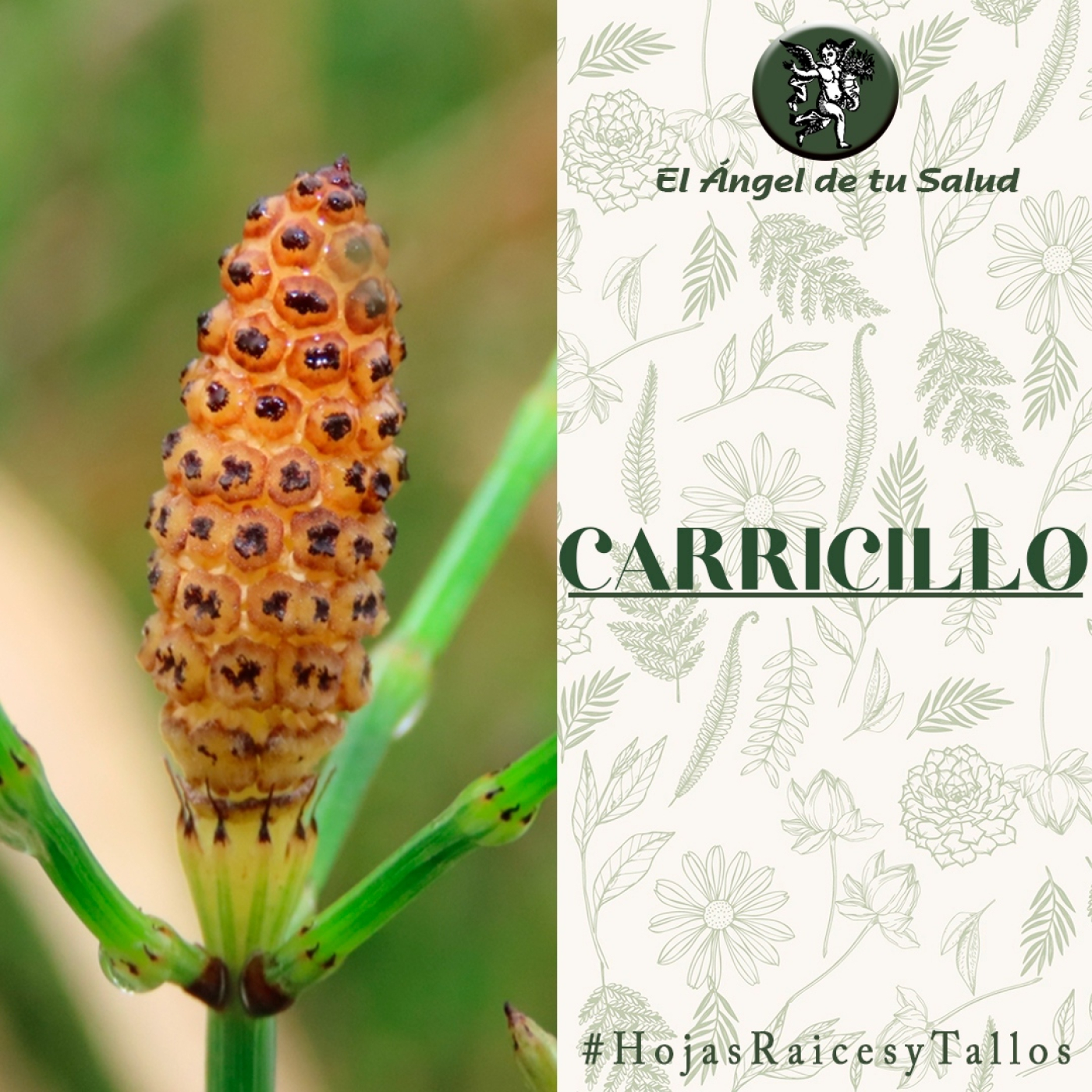 El Ángel de tu Salud - Carricillo** - EL ÁNGEL DE TU SALUD - Podcast en ...