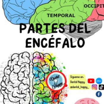 Partes del encéfalo - Generalidades del Encéfalo - Podcast en iVoox