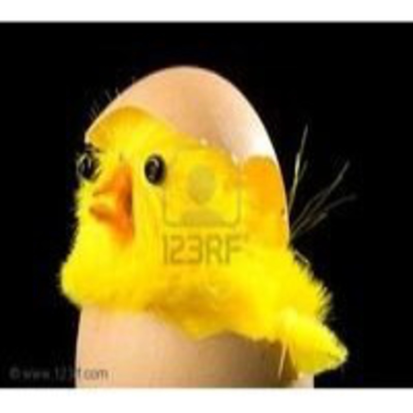 Podcast el pollito lito - Podcast en iVoox