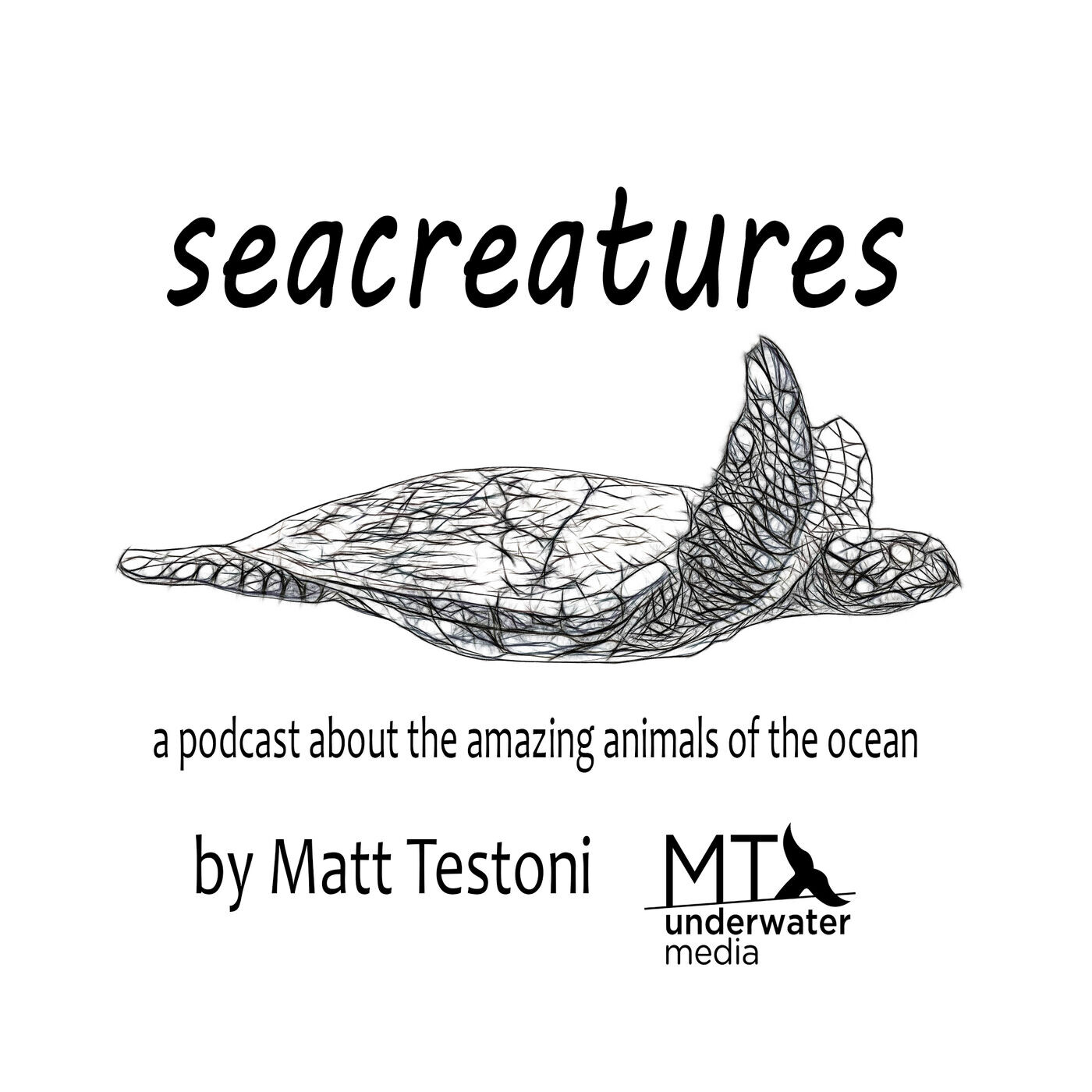 Episode 49: Basking Sharks with Rachel Brooks - Seacreatures - Podcast ...