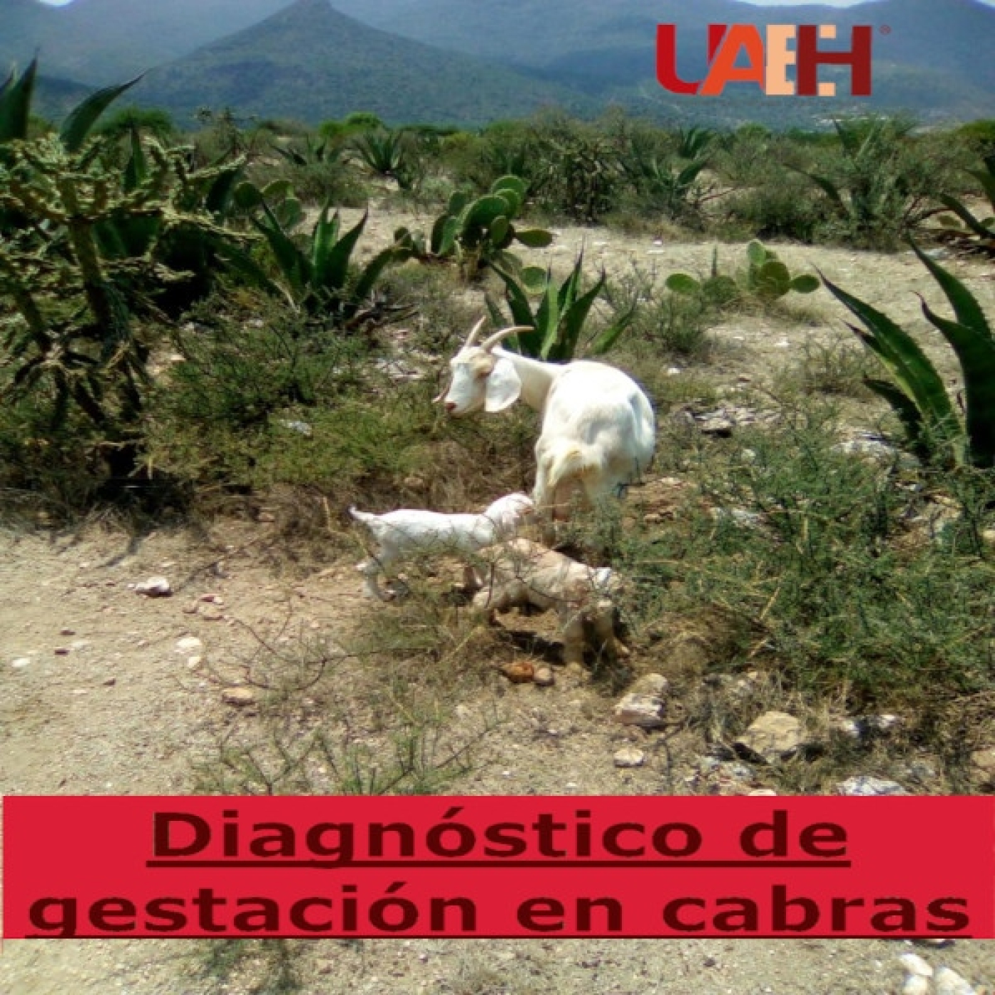 Gestación en cabras - Podcast en iVoox