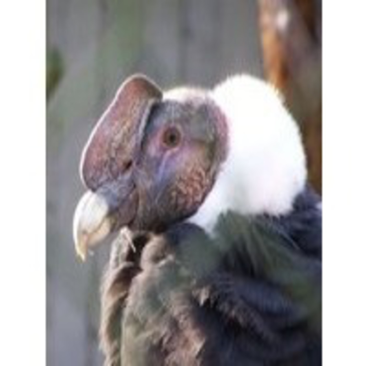 ¿dónde vive el cóndor andino? en Podcast SEGUNDO DEL RIVAROLA en mp3(09 ...