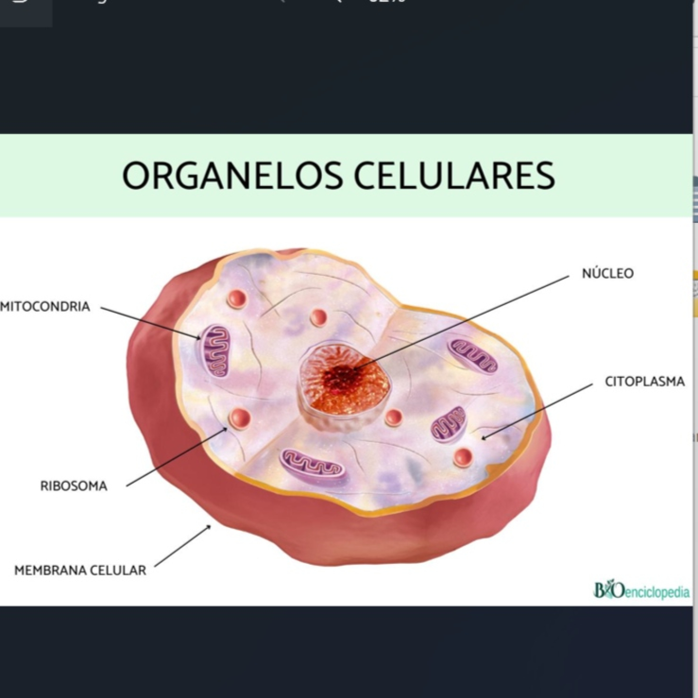 Organelos Y Sus Funciones Célula: Estructura Y Funciones