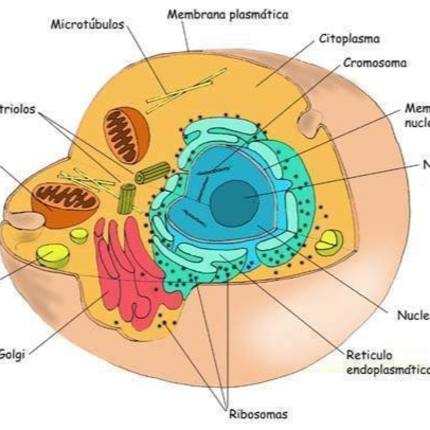 Organelos Y Sus Funciones Célula: Estructura Y Funciones